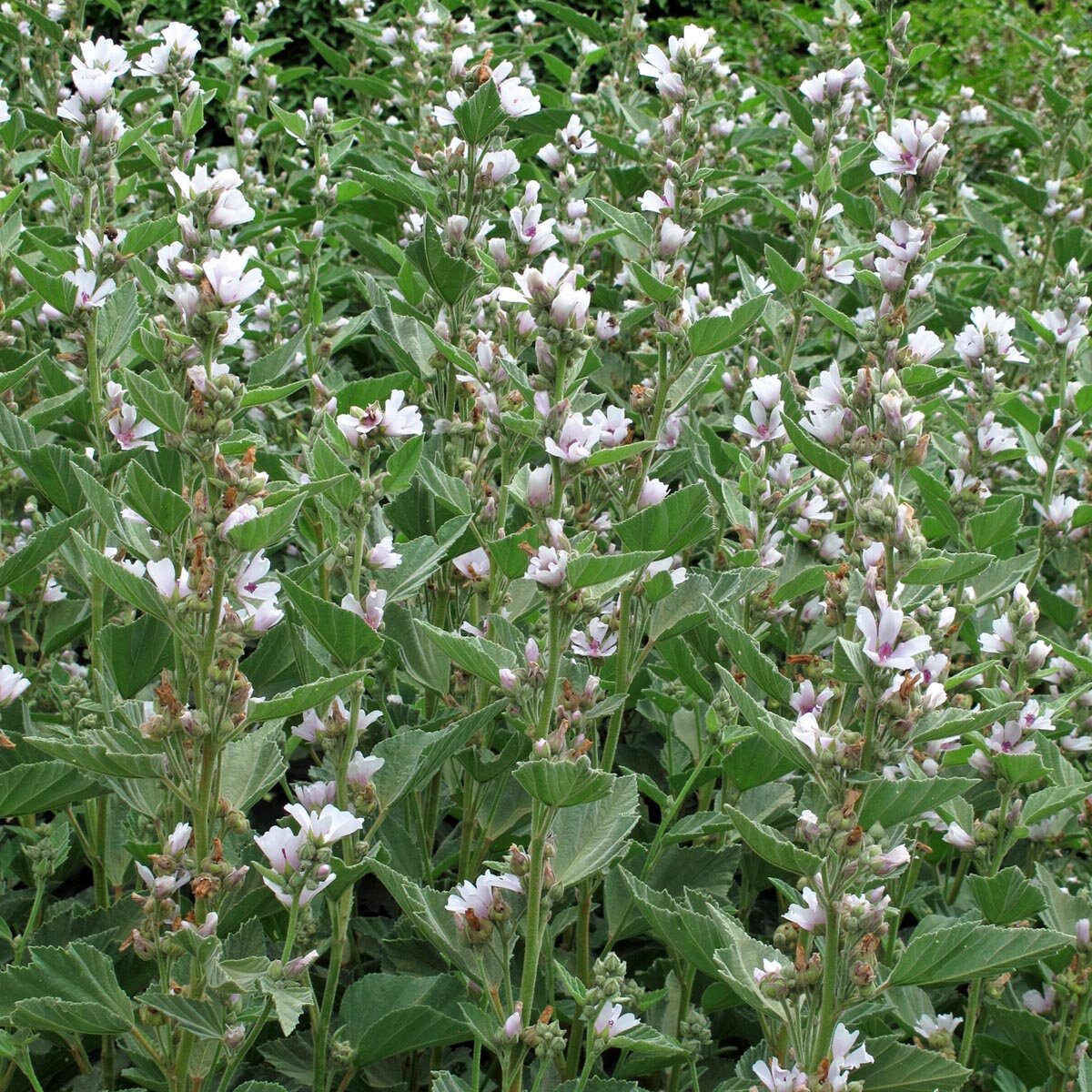 Guimauve officinale (Althaea officinalis) Bio semences