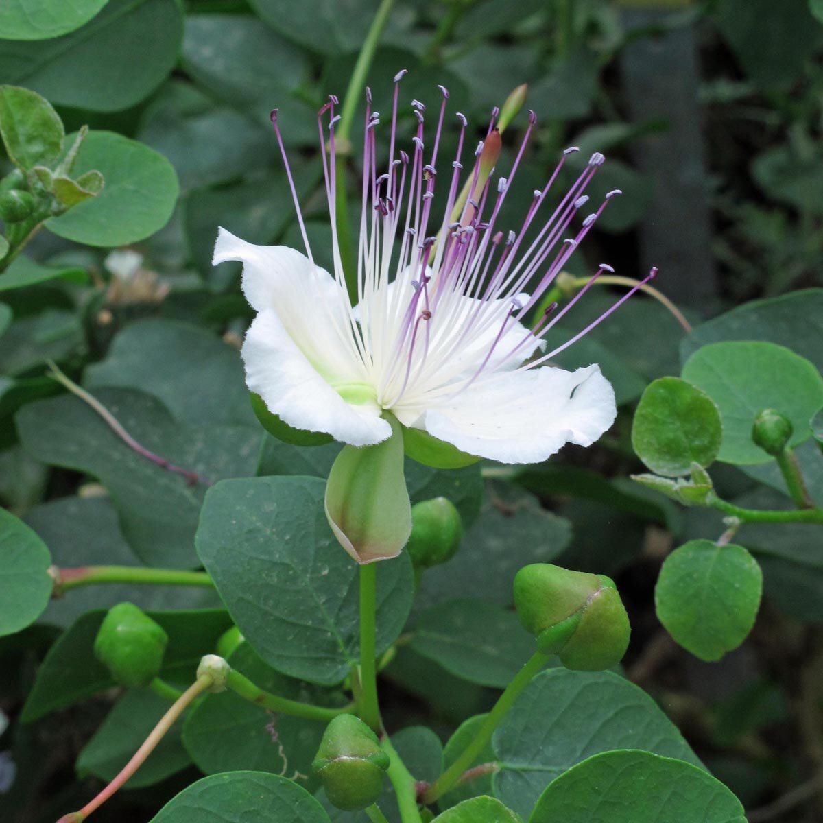 Câprier commun (Capparis spinosa) graines