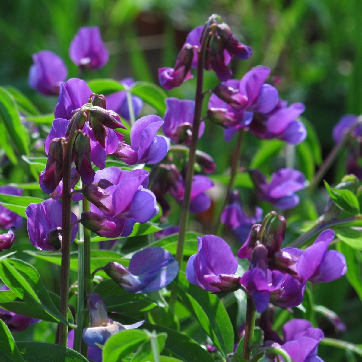 Gesse printanière (Lathyrus vernus) - env. 20 graines Plante vivace ...