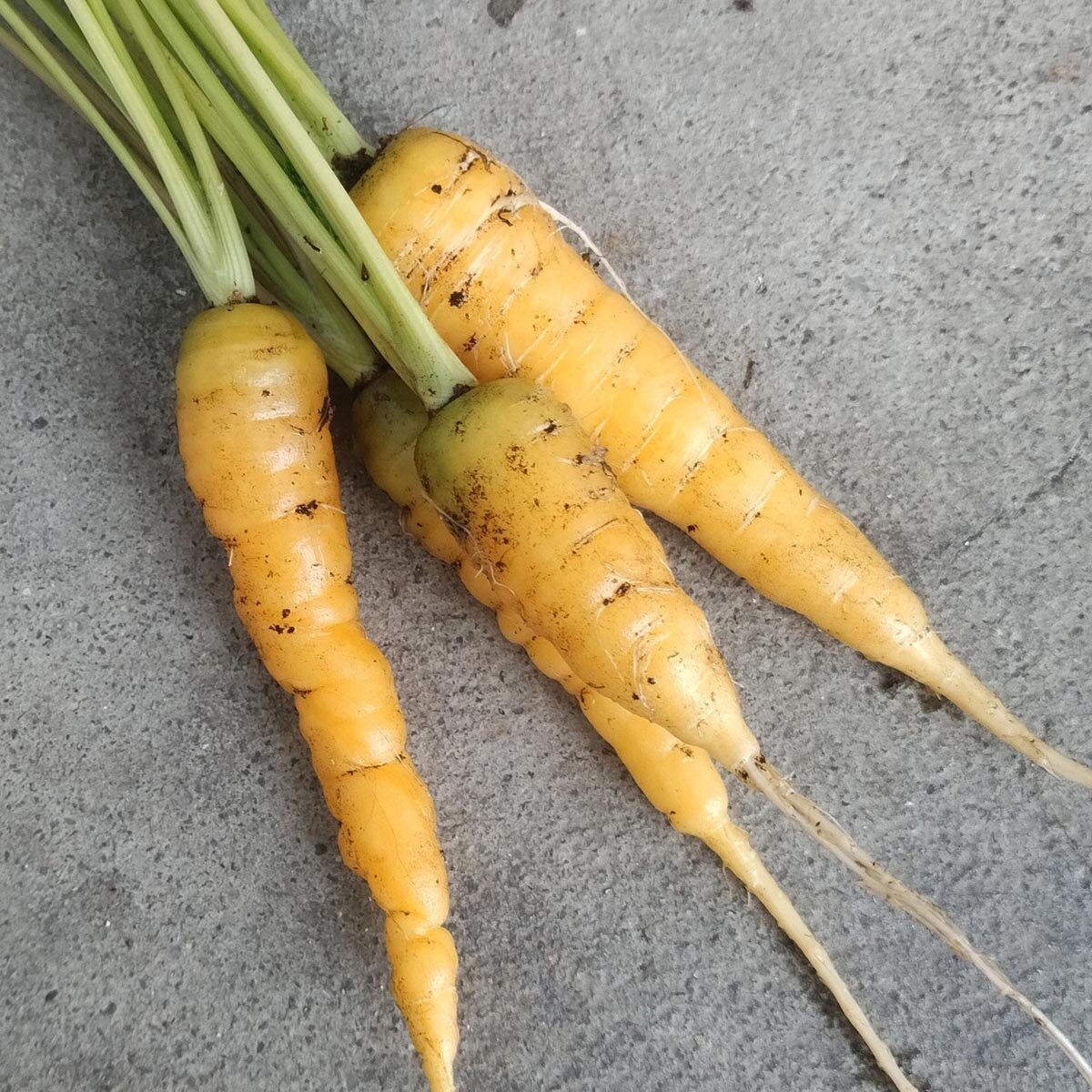 Carrotte jaune 'Jaune Du Doubs' (Daucus carota) bio semences