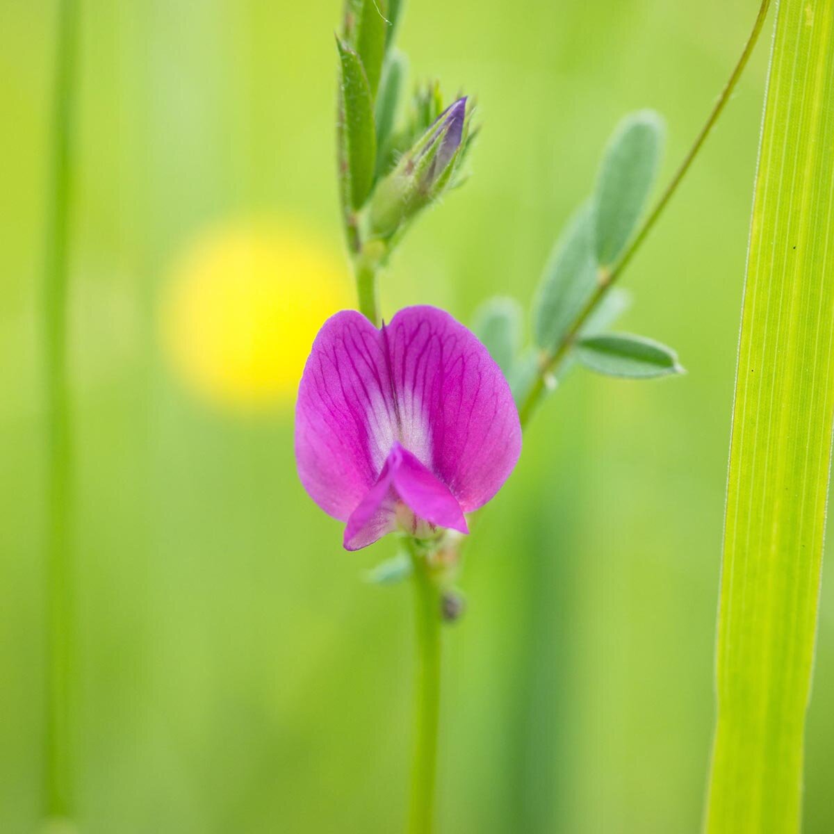 Vesce commune (Vicia sativa) bio semences