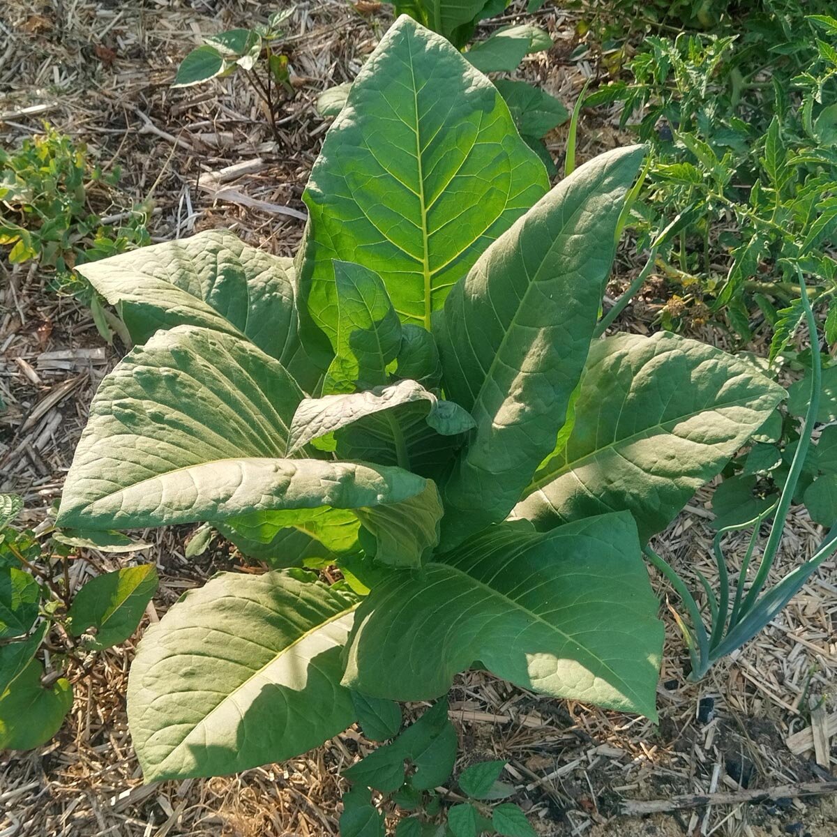 Tabac 'Badischer Geudertheimer' (Nicotiana tabacum) Bio semences